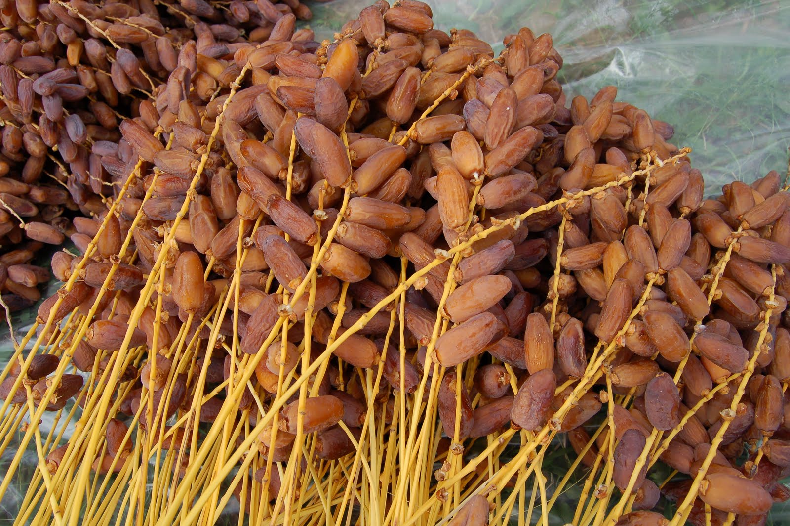 ADEM’İN EN YAKIN AKRABASI: HURMA VE AĞACI | Yemek Hikayeleri | Gastromanya