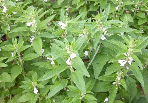 "AÇIL SUSAM AÇIL" : SUSAMIN TARİHİ | Yemek Hikayeleri | Gastromanya
