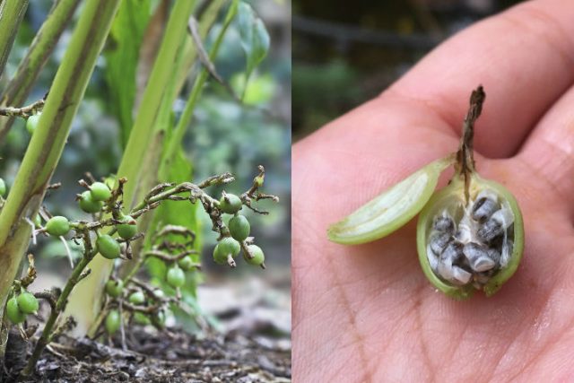 KAKULENİN FAYDALARI, ZARARLARI VE TARİFLER | Okumadan Geçme | Gastromanya