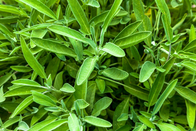 Haftanın Malzemesi: Adaçayı | Tek Malzeme 5 Tarif, Yemek Tarifleri ...